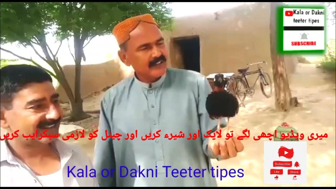 Kala teetar|black partridge|kala teetar ki masti|Kala teetar | Kala ... Kala teetar|black partridge|kala teetar ki masti|Kala teetar | Kala ...