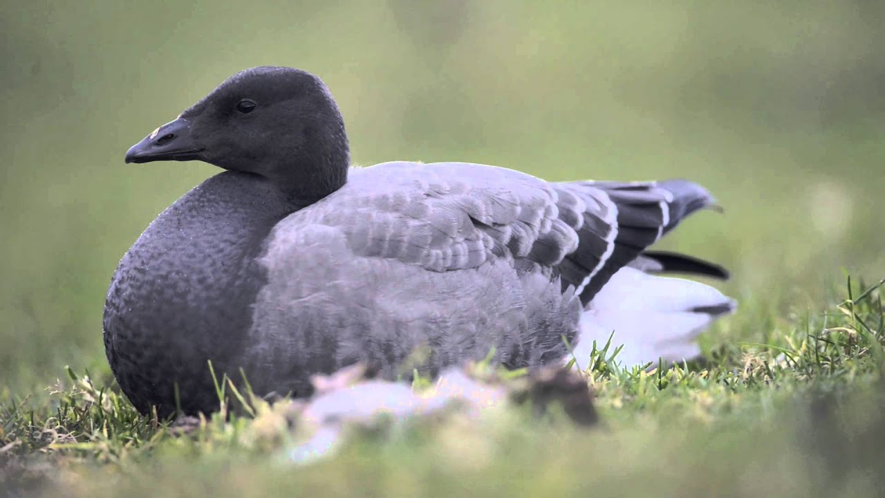 Birds of Norway - Brant Goose - YouTube