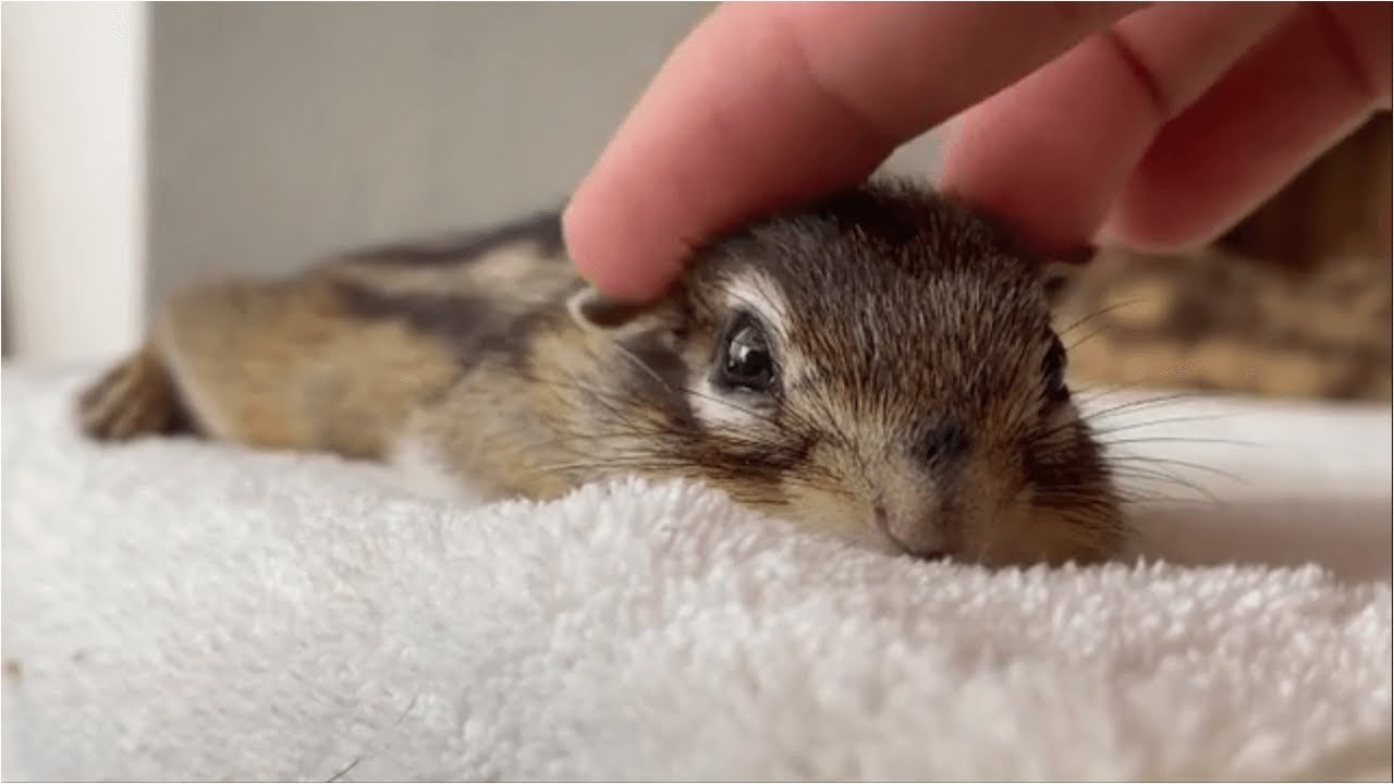 This squirrel is taking a nap | BUZZ ViD - YouTube