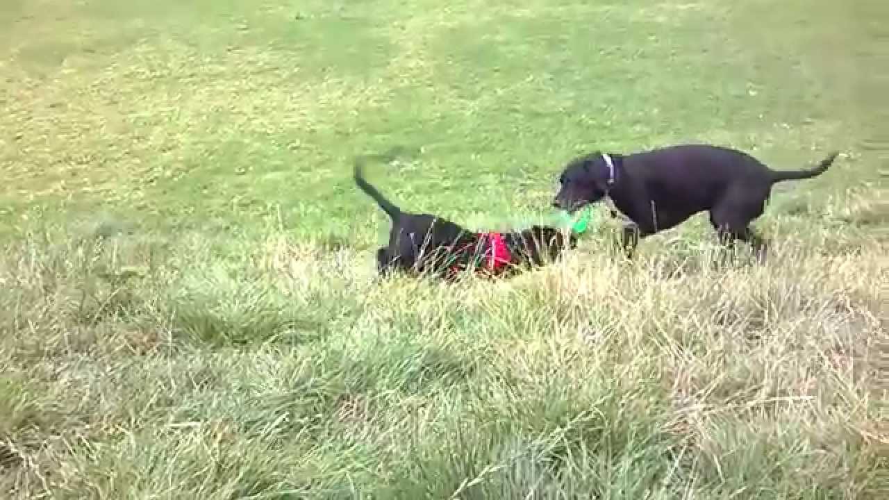 Labrador puppy rolling down hill and playing fetch - YouTube