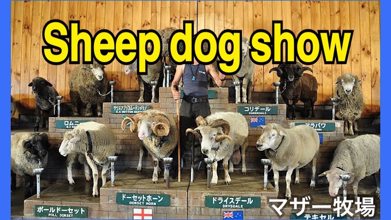 🐑Sheep dog show.🐕 - YouTube