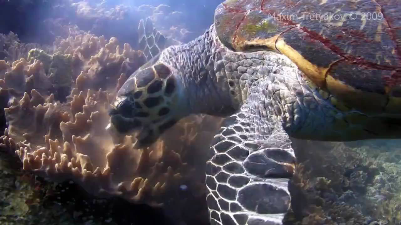 Eating turtles - HD underwater video - YouTube