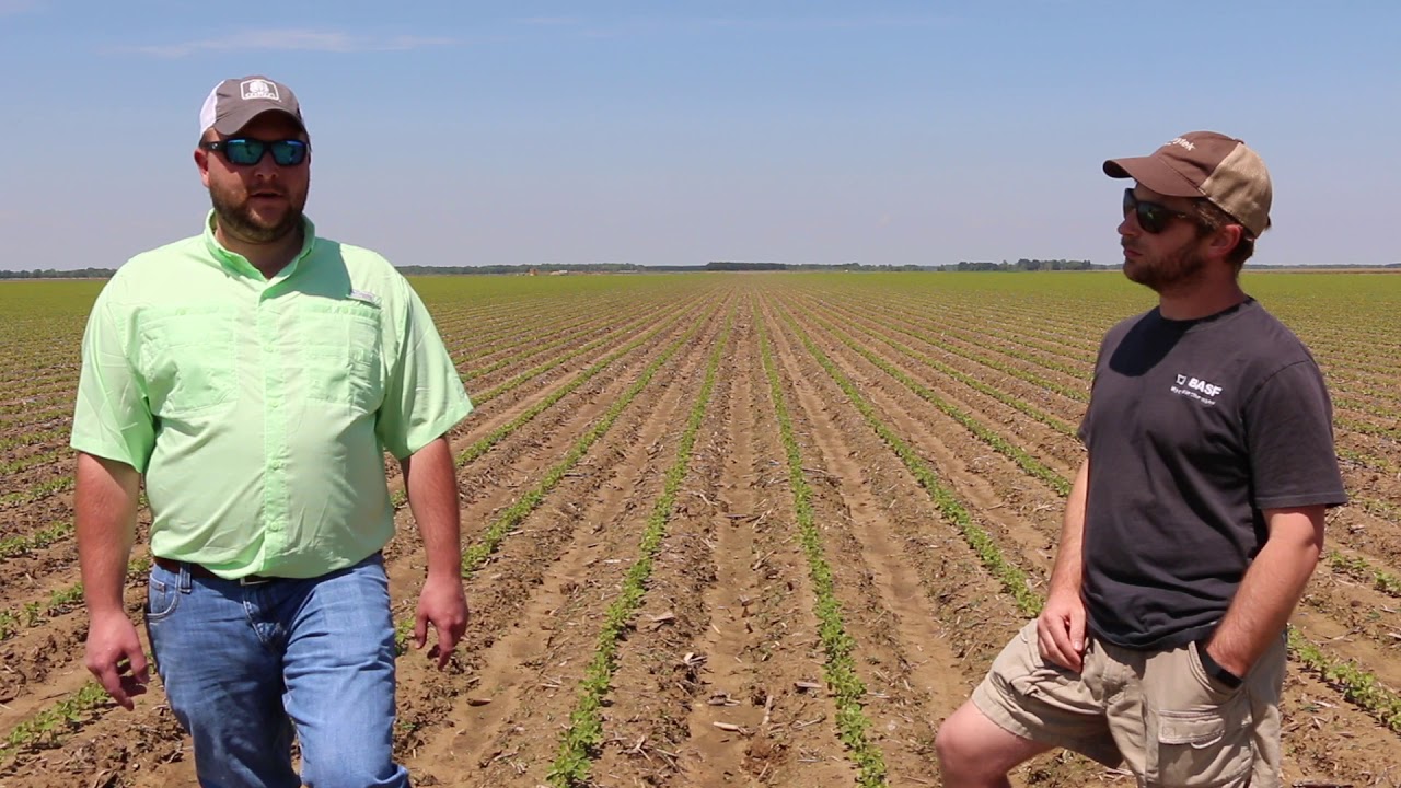 Exploring Liberty Herbicide's Modes of Action with BASF - YouTube