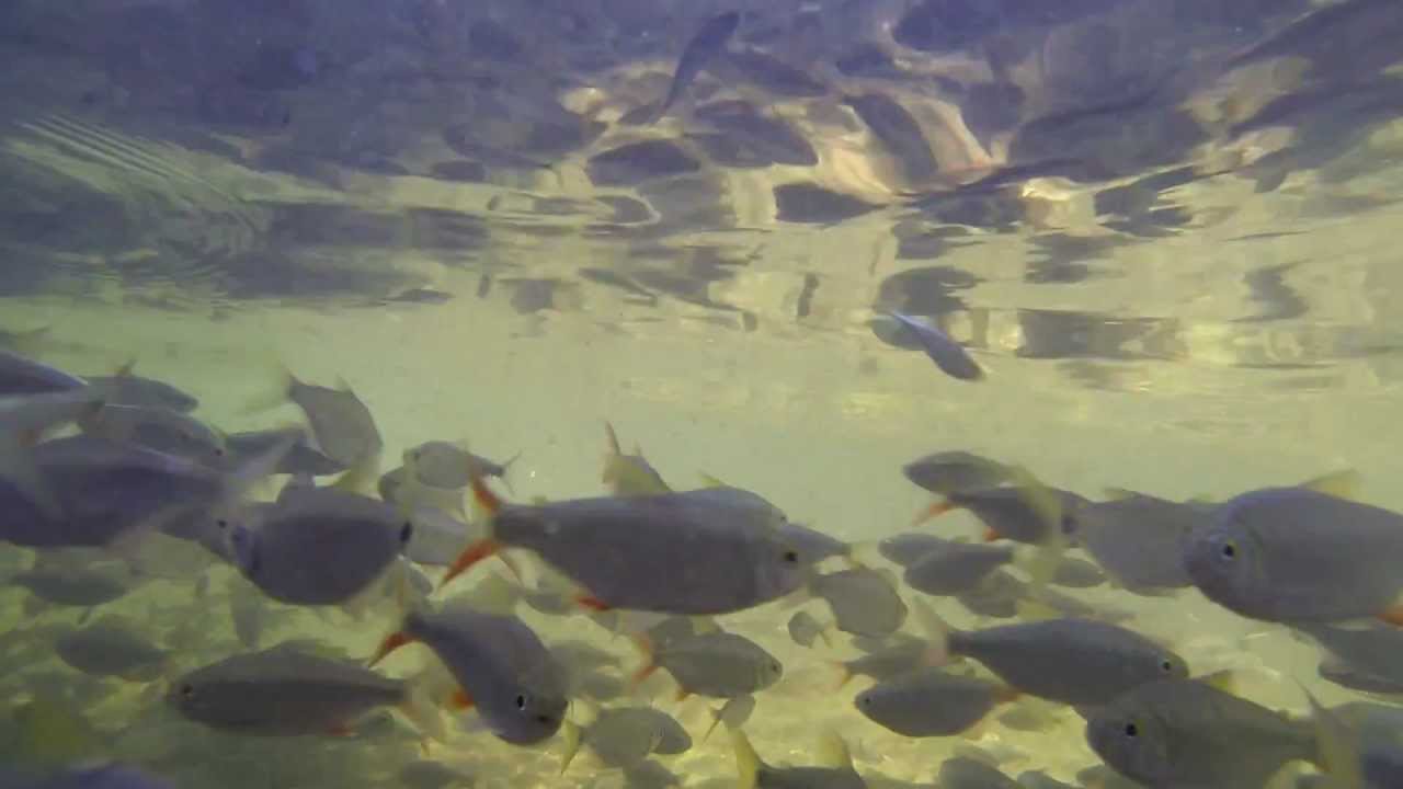 Cardumen de sardinas Rió Guatapuri - YouTube