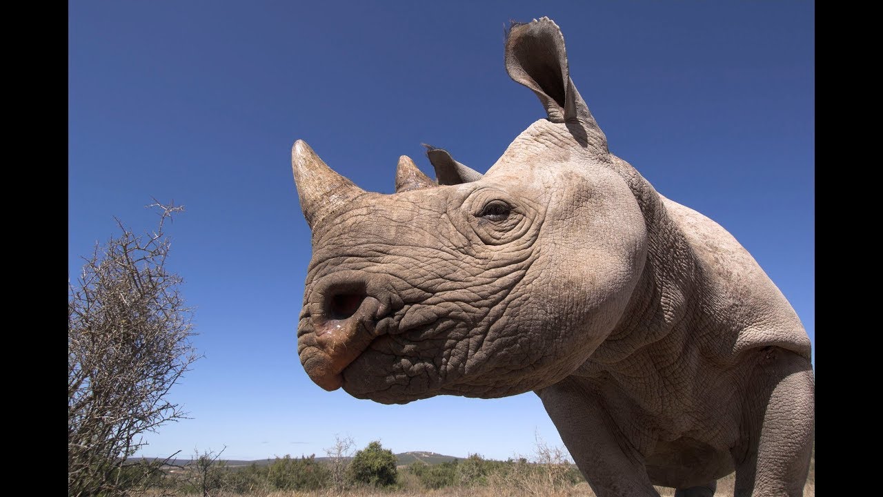 Save the Rhino Turns 25! - YouTube