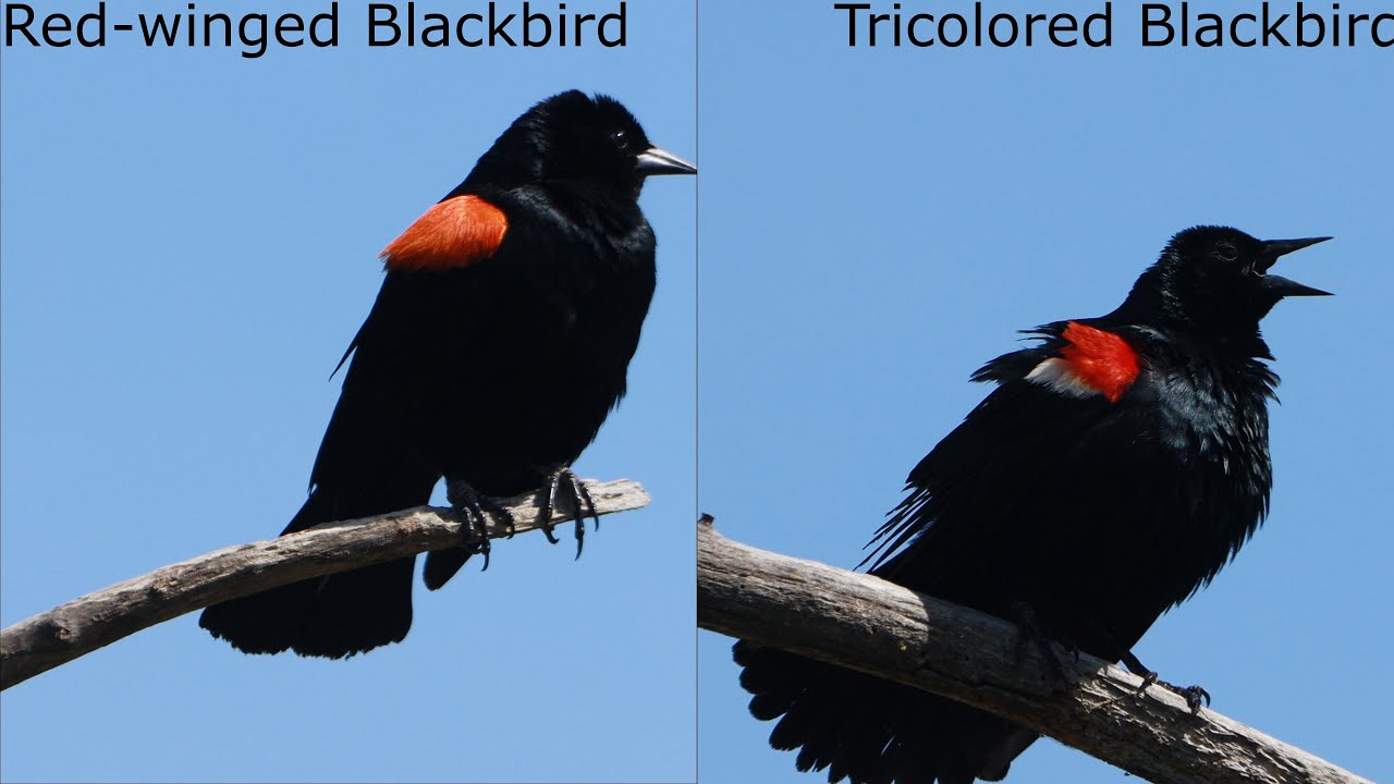Two alike: Tricolored blackbird and red-winged blackbird - YouTube