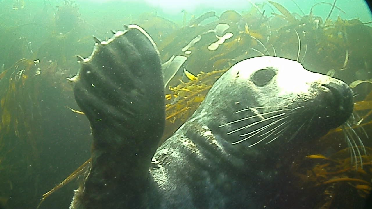 Seals of the Farne Islands - YouTube