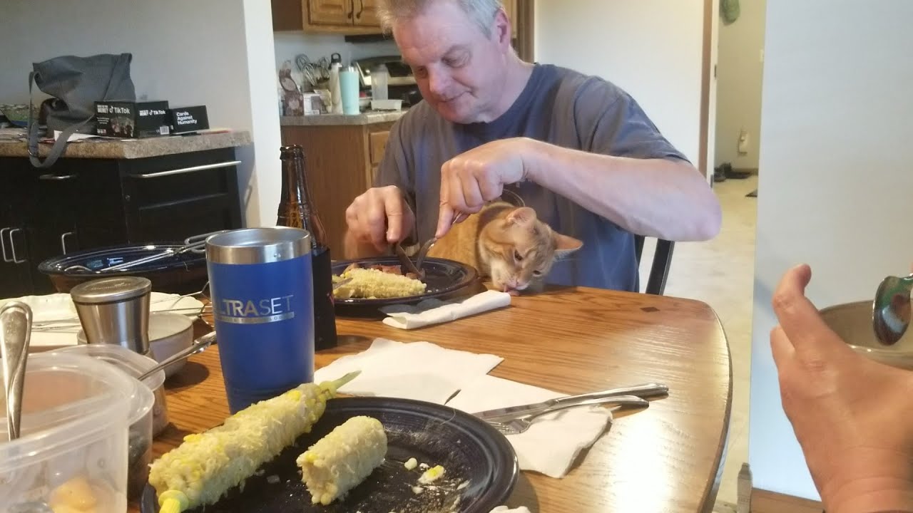 Dads With Cats - YouTube