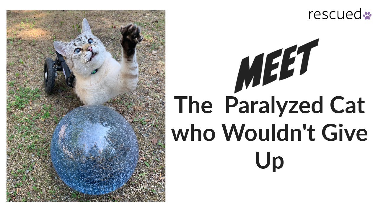 Meet the Paralyzed Cat who Wouldn't Give Up - YouTube