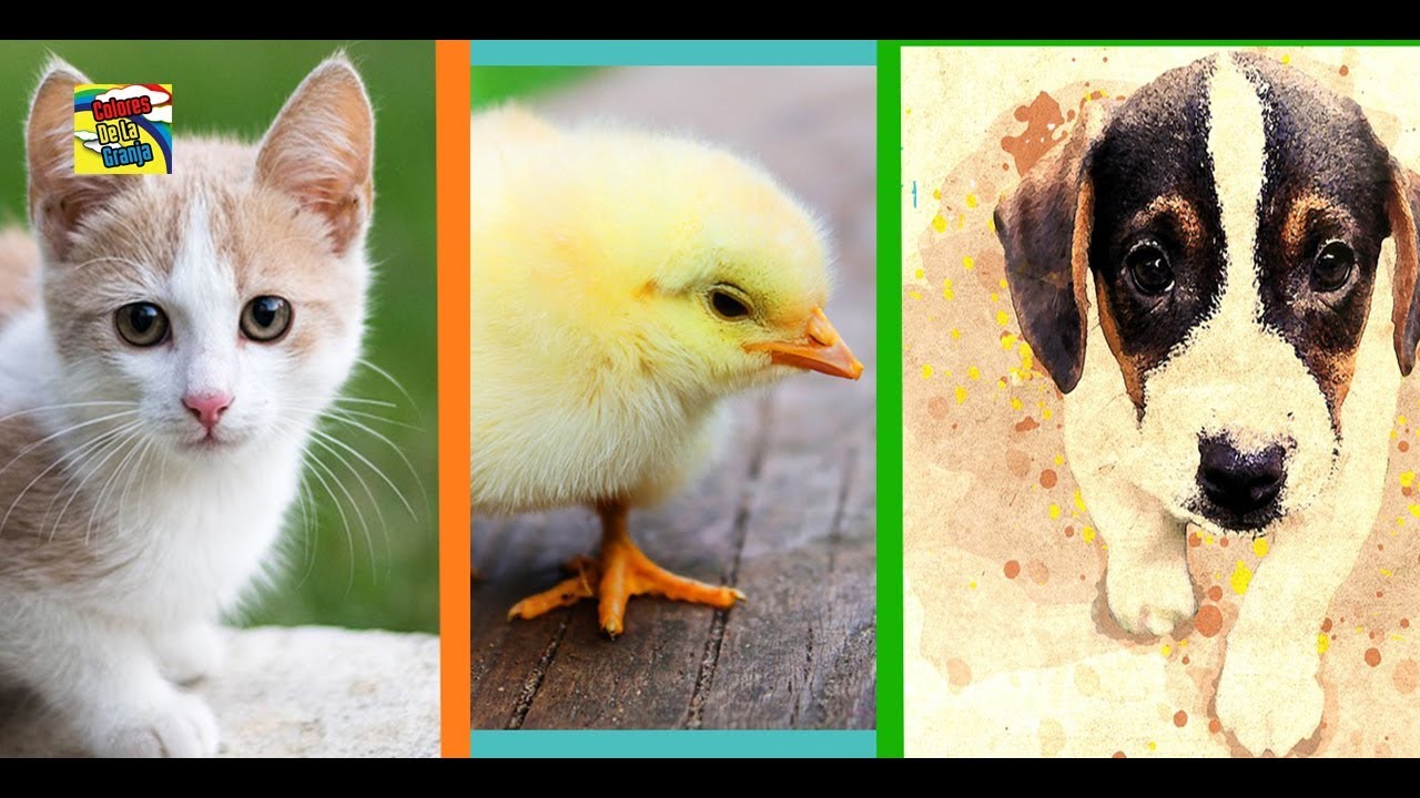 Aprende los colores con Animales, Gato, Perro, Pollito - Canciones Dela ...