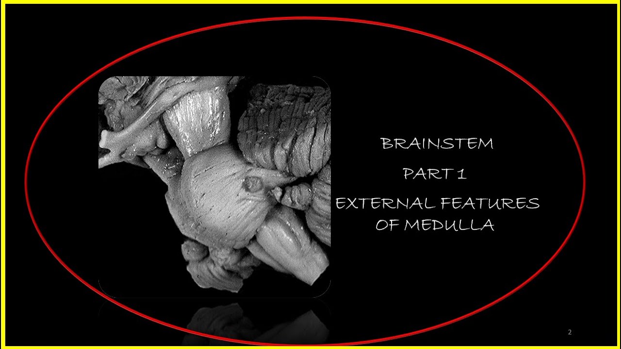 BRAINSTEM PART 1 External Features of Medulla - YouTube