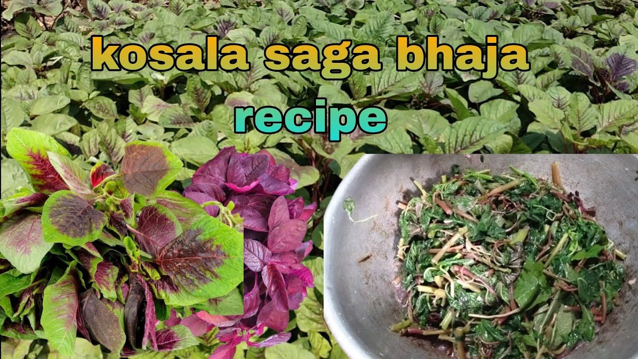 କୋଶଳା ଶାଗ ଭଜା ରୋସେଇ || kosala saga recipe in odia - YouTube