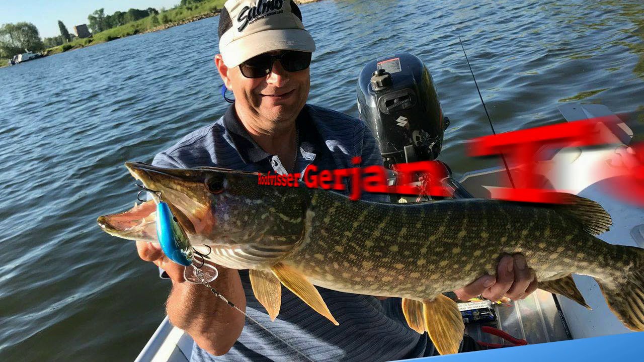 vissen nederland - nederlandse vis soorten! - YouTube