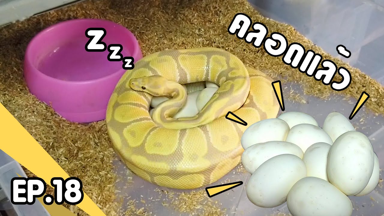 เก็บไข่งูบอลกันกันเถอะ Reality Ball Python [EP.18] - YouTube