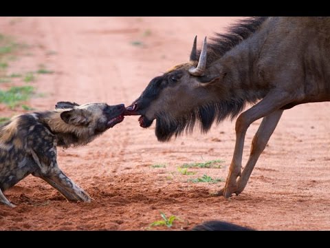National Geographic 4K Wild Dogs Hunting Wildebeest And eating Him ...
