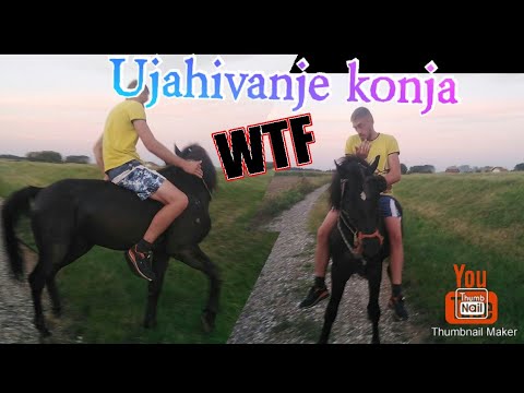 Ujahivanje zdrebeta starog 18 mjeseci - YouTube