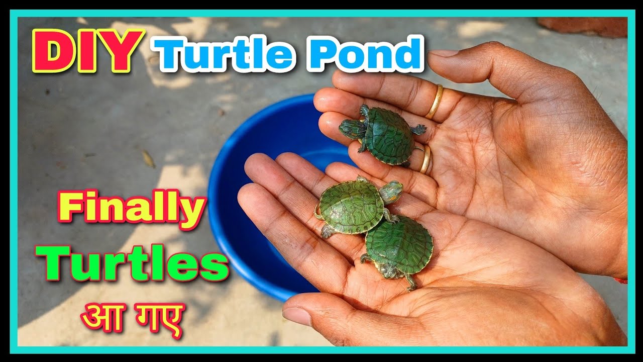 Finally मेरे Turtles आ गए 😍😍 || देसी DIY Turtle Pond - YouTube