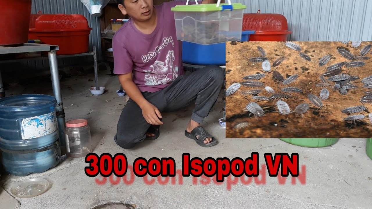 Hưng Bọ Cạp| Tank nuôi 300 con isopod VN (300 Vietnamese isopods) - YouTube