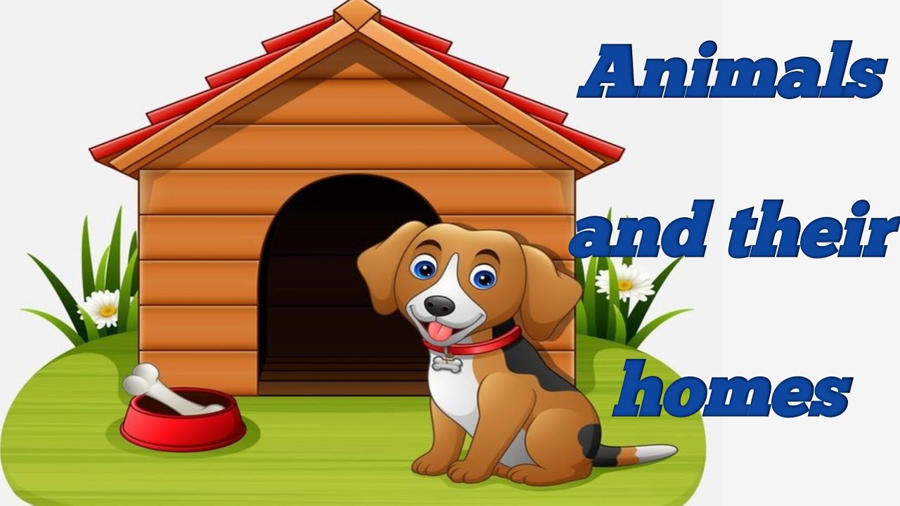 Animals and Their Homes . Animal Homes With Pictures. Names of Animal ...