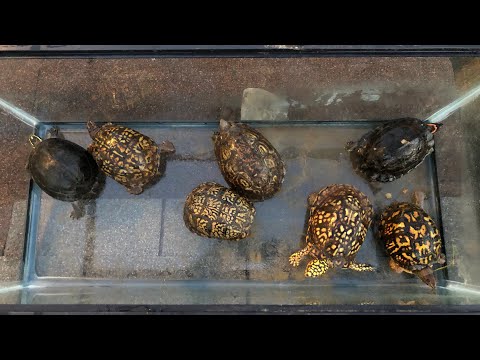 Box and Wood Turtles Released in their New Enclosure - YouTube