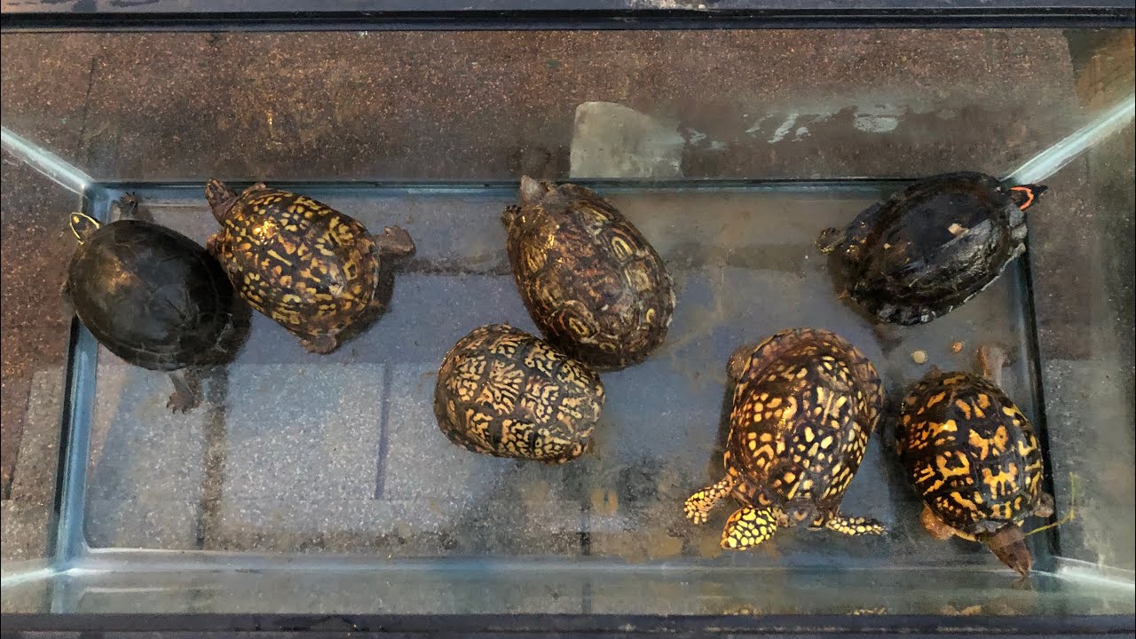 Releasing the Box and Wood Turtles in their Outdoor Enclosure - YouTube