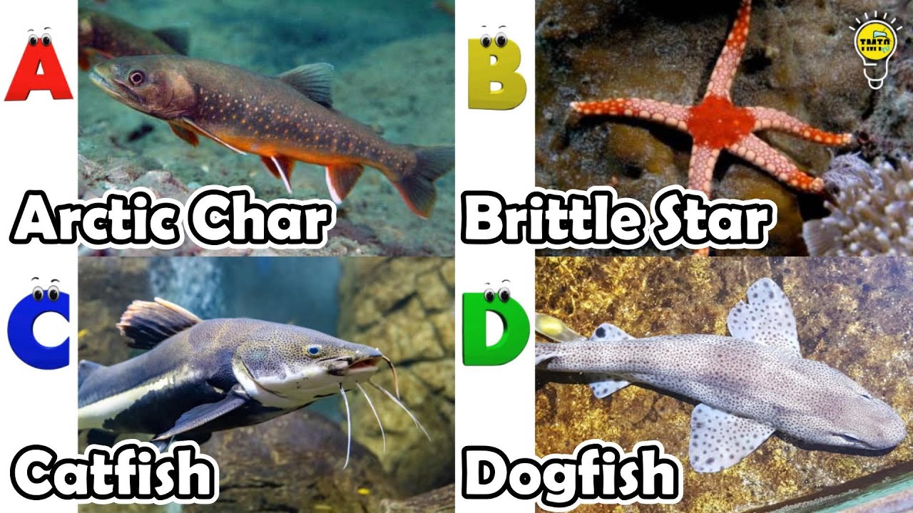 Cute ocean animals | ABC phonics animals | ABC Sea Animals song ...