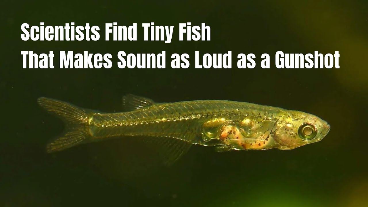 Scientists Find Tiny Fish That Makes Sound as Loud as a Gunshot - YouTube