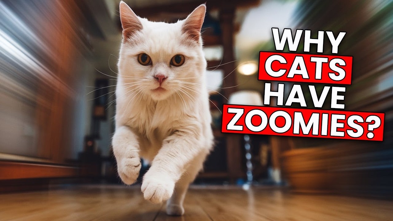 The TRUTH Behind ZOOMIES: Why Does It Happen ? - YouTube