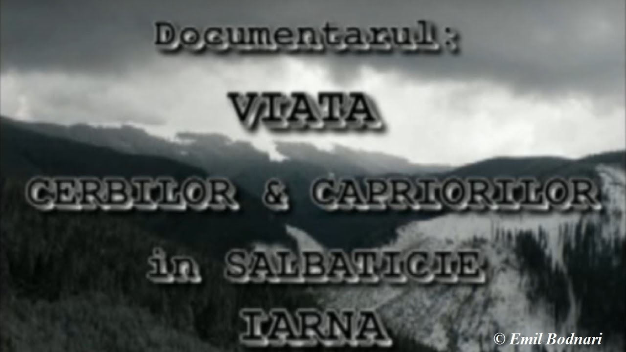 Capriori si Cerbi Carpatini IARNA - Carpathian Stag and Roe Deer WINTER ...