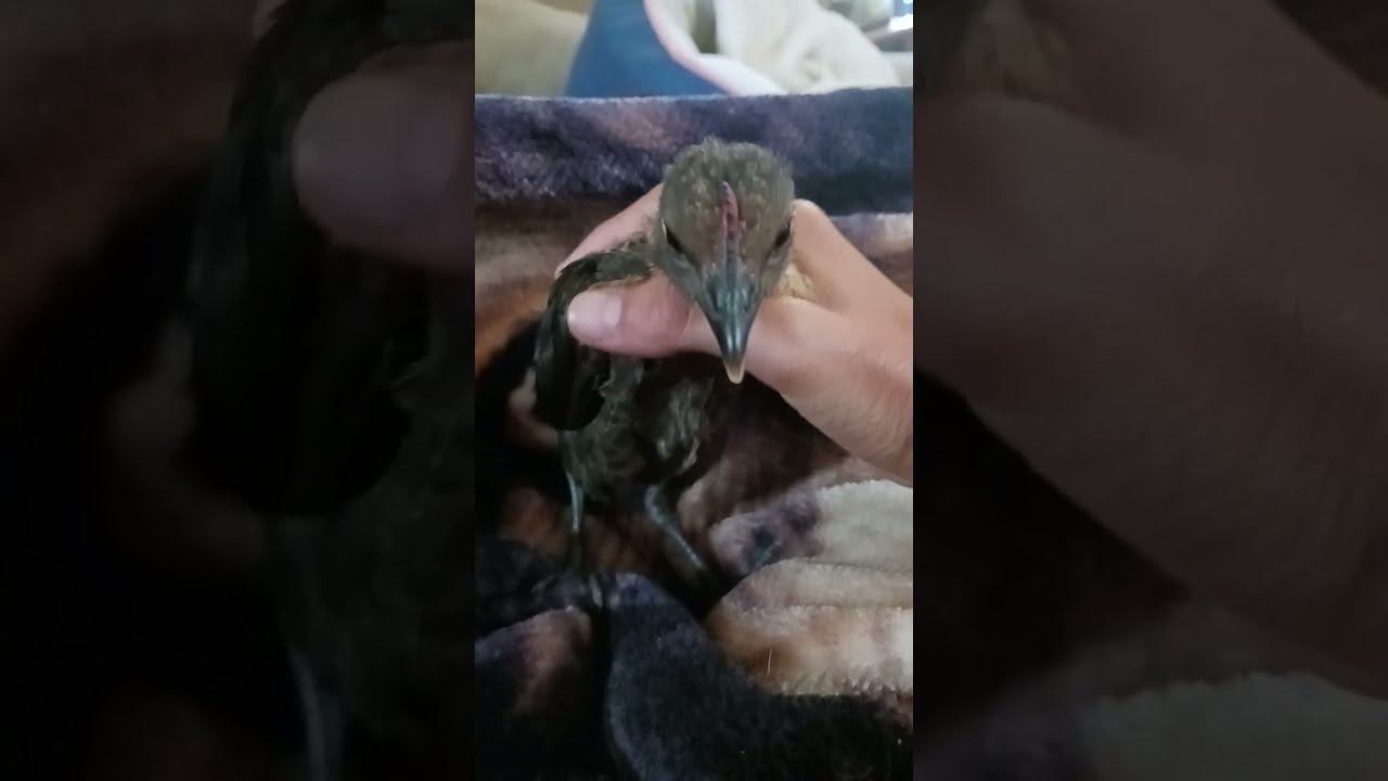 everyone knows hey hey the chicken and he passed away so this is my new ...