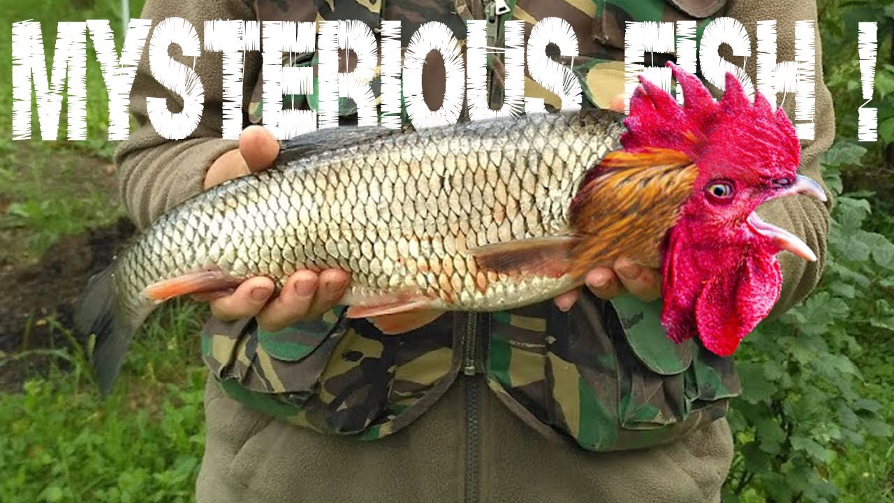 Revealing the mystery: How did I catch this fish - YouTube