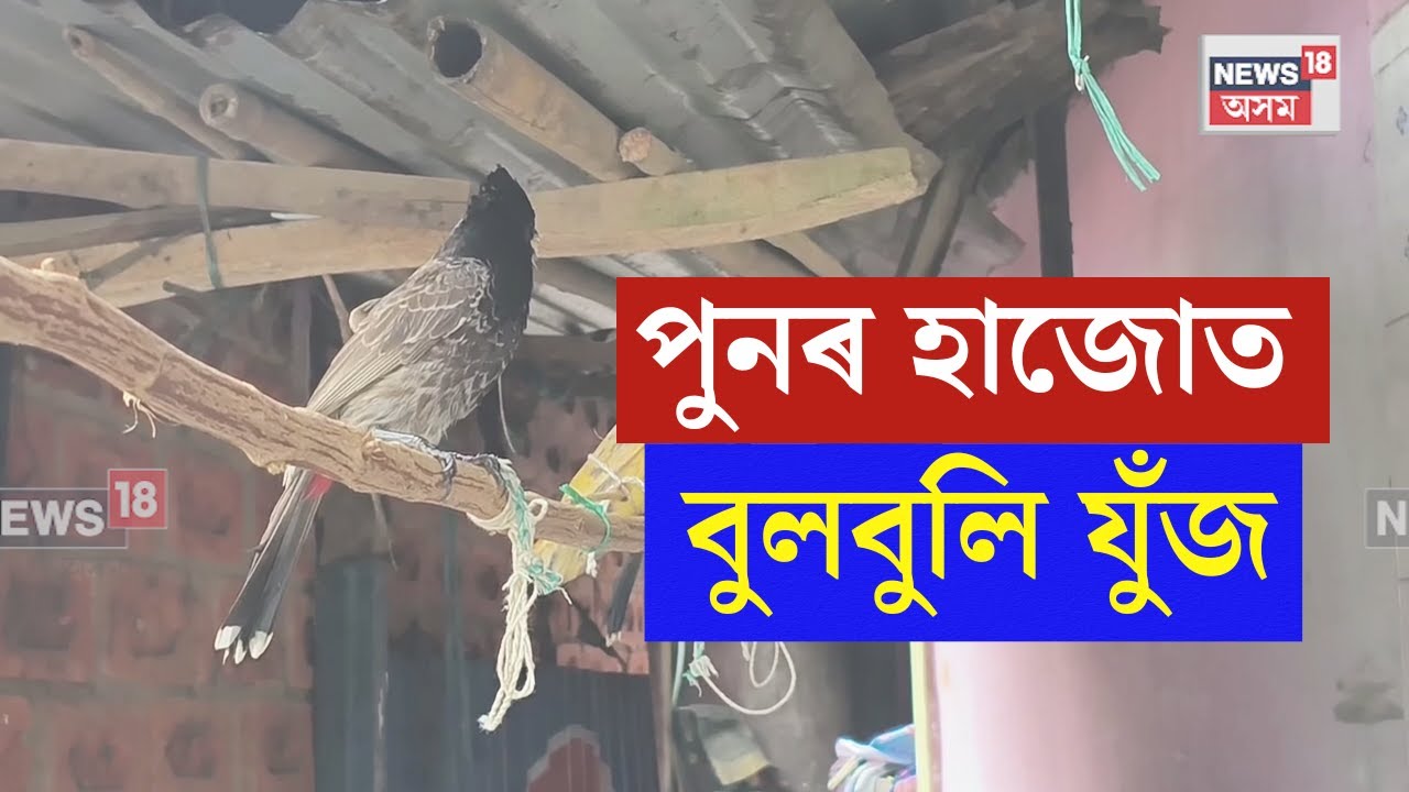 Bulbuli Fight Hajo : হাজোবাসীৰ মুখত বিৰিঙি উঠিছে হাঁহি | N18V - YouTube