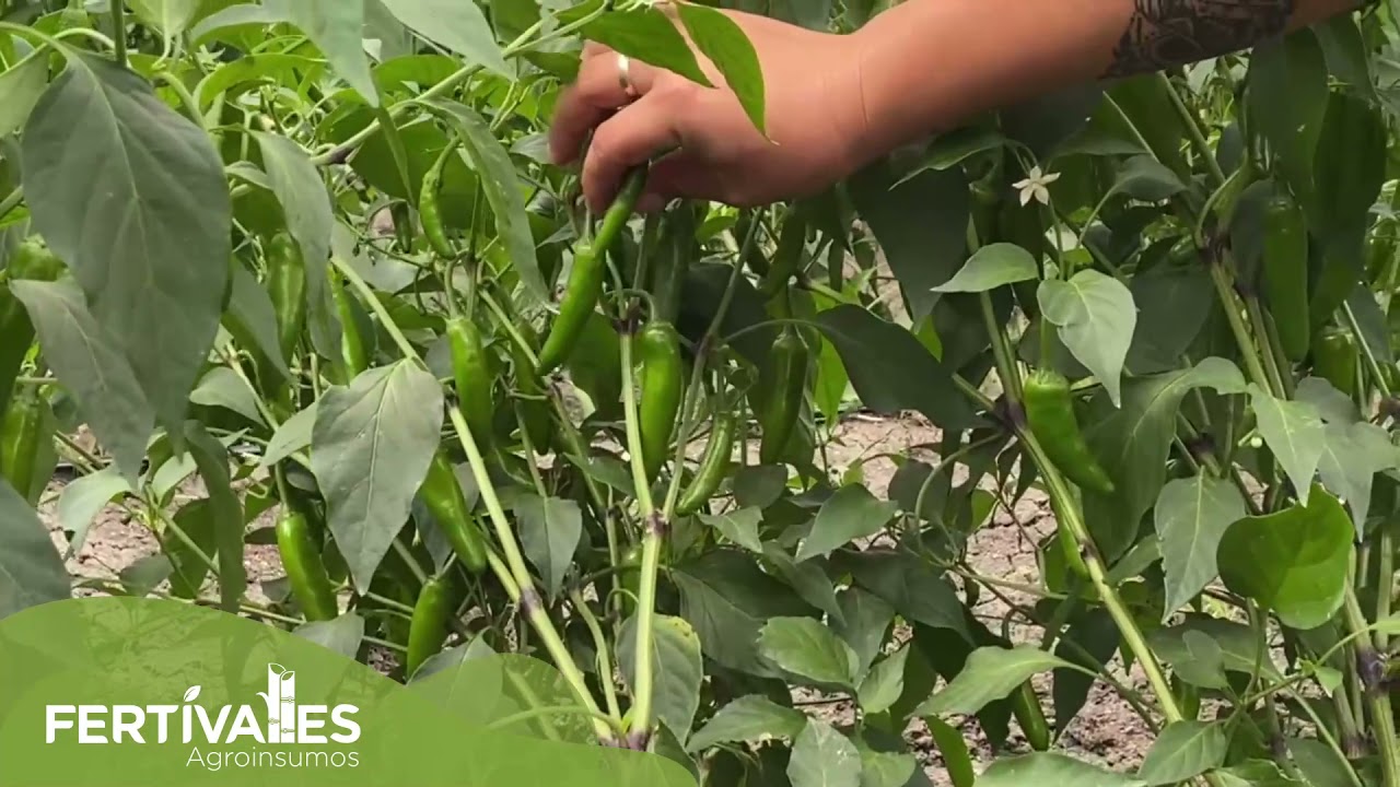 Cosecha de chile - YouTube