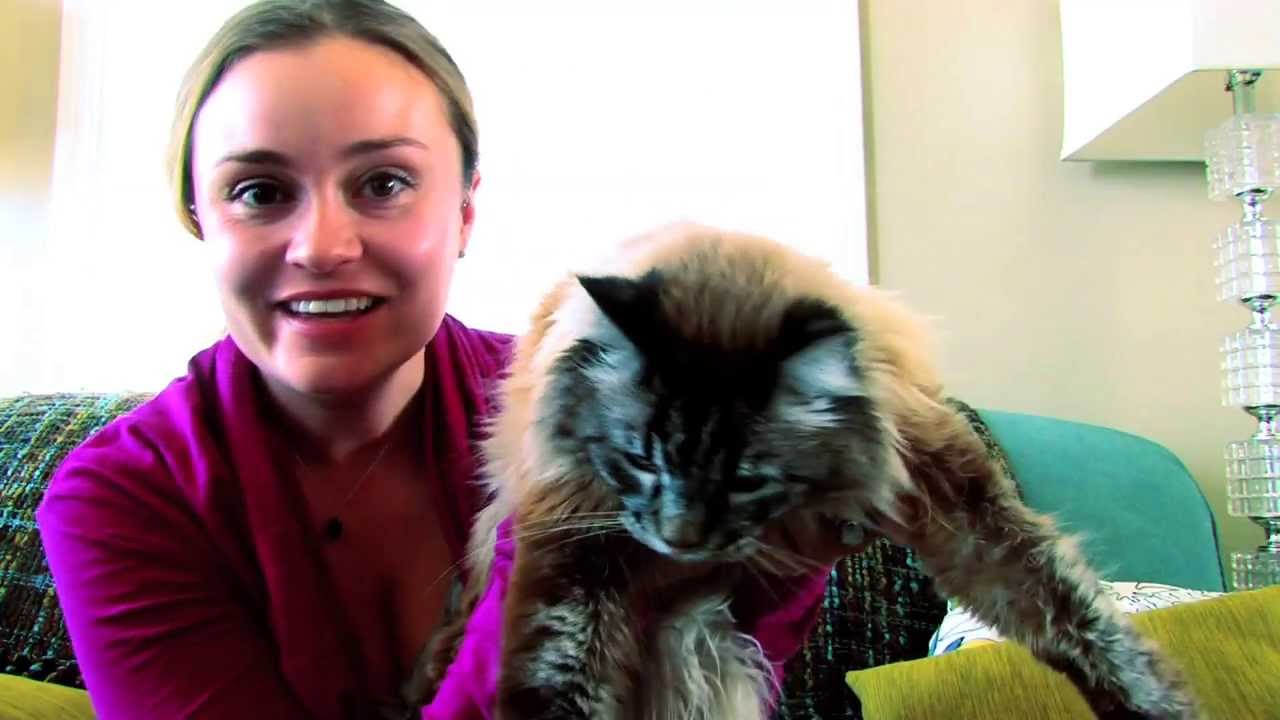 Cat Assistant Episode 1 - Skype - YouTube
