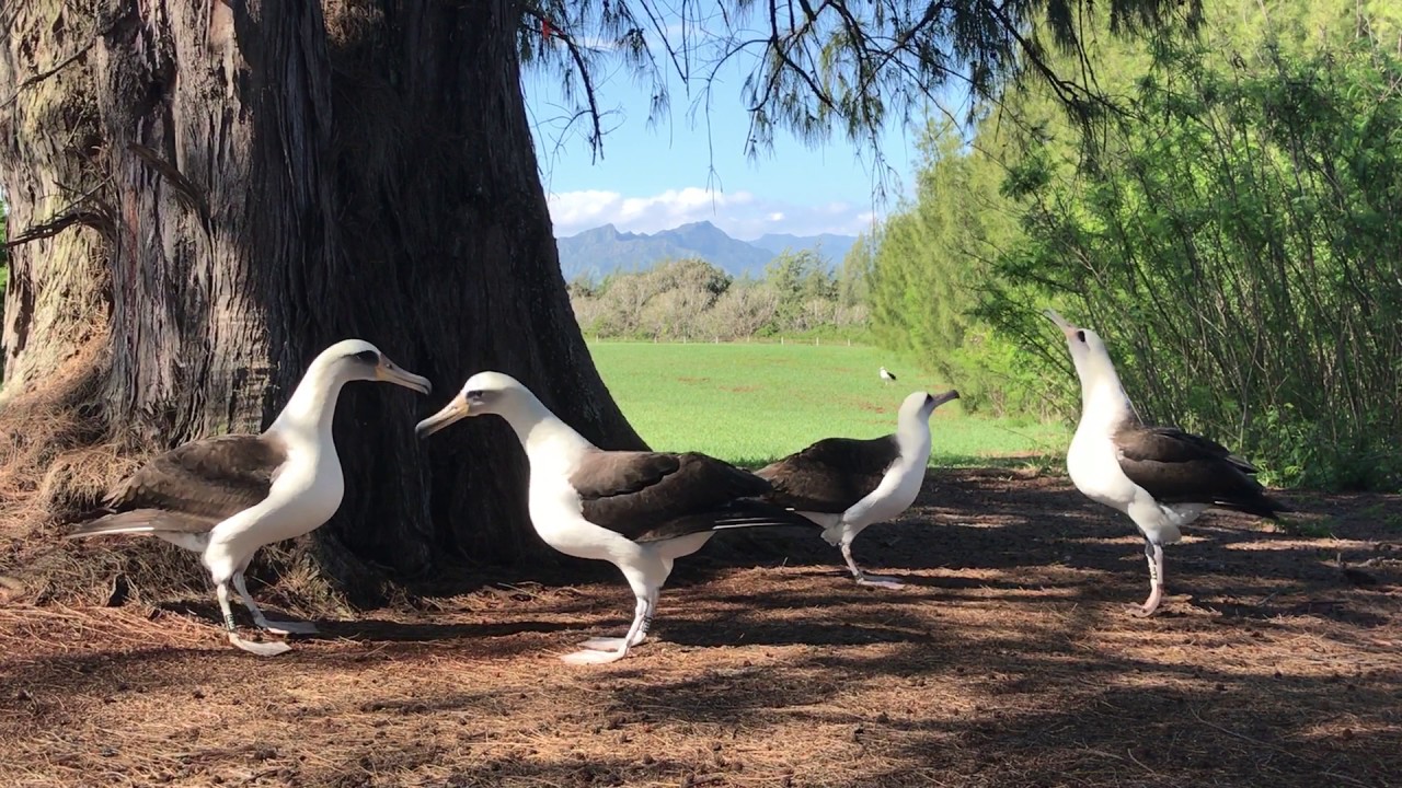 Juvenile albatross dancing - YouTube