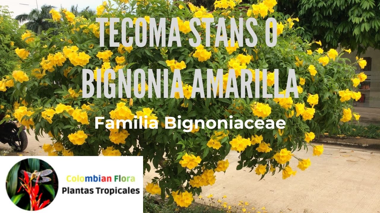 Tecoma stans o tronadora - Familia Bignoniaceae - YouTube