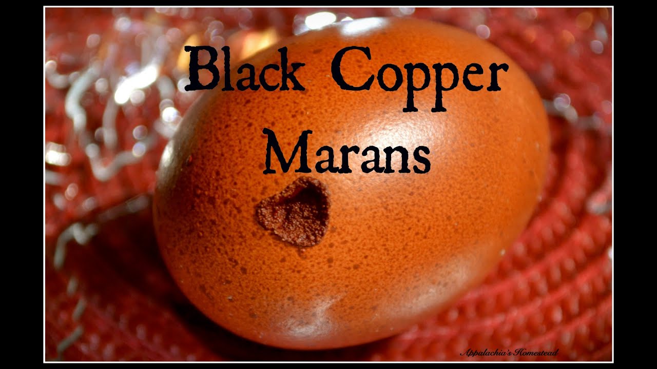 Black Copper Marans & Chocolate Eggs! ~ - YouTube