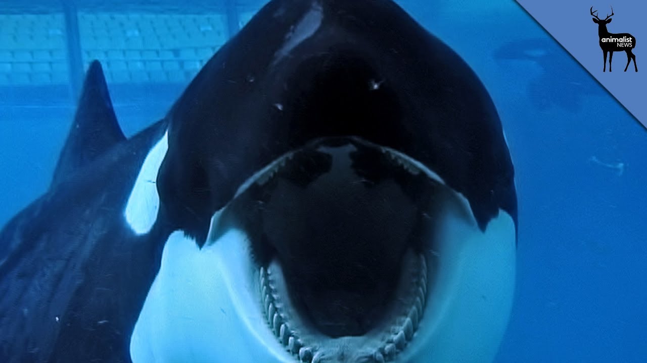 Blackfish VS Seaworld Revisited - YouTube