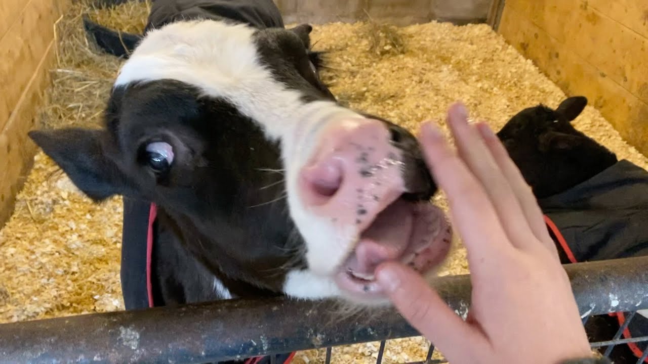 Baby cows CUTENESS OVERLOAD! - YouTube