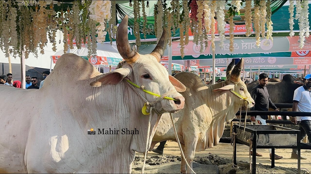 Cattle Expo Chittagong 2024 | Biggest Cow In Bangladesh | ⁠Saara Agro ...