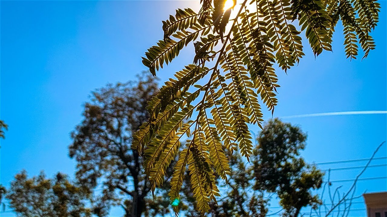 Sunlight Shines Through Green Fern Leaves Waving In The Wind | Videos ...