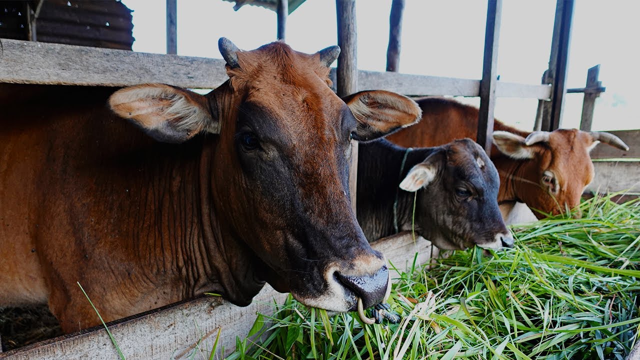 Kumpulan Video Proses Penggemukan Lembu di Peternakan - Cara ...