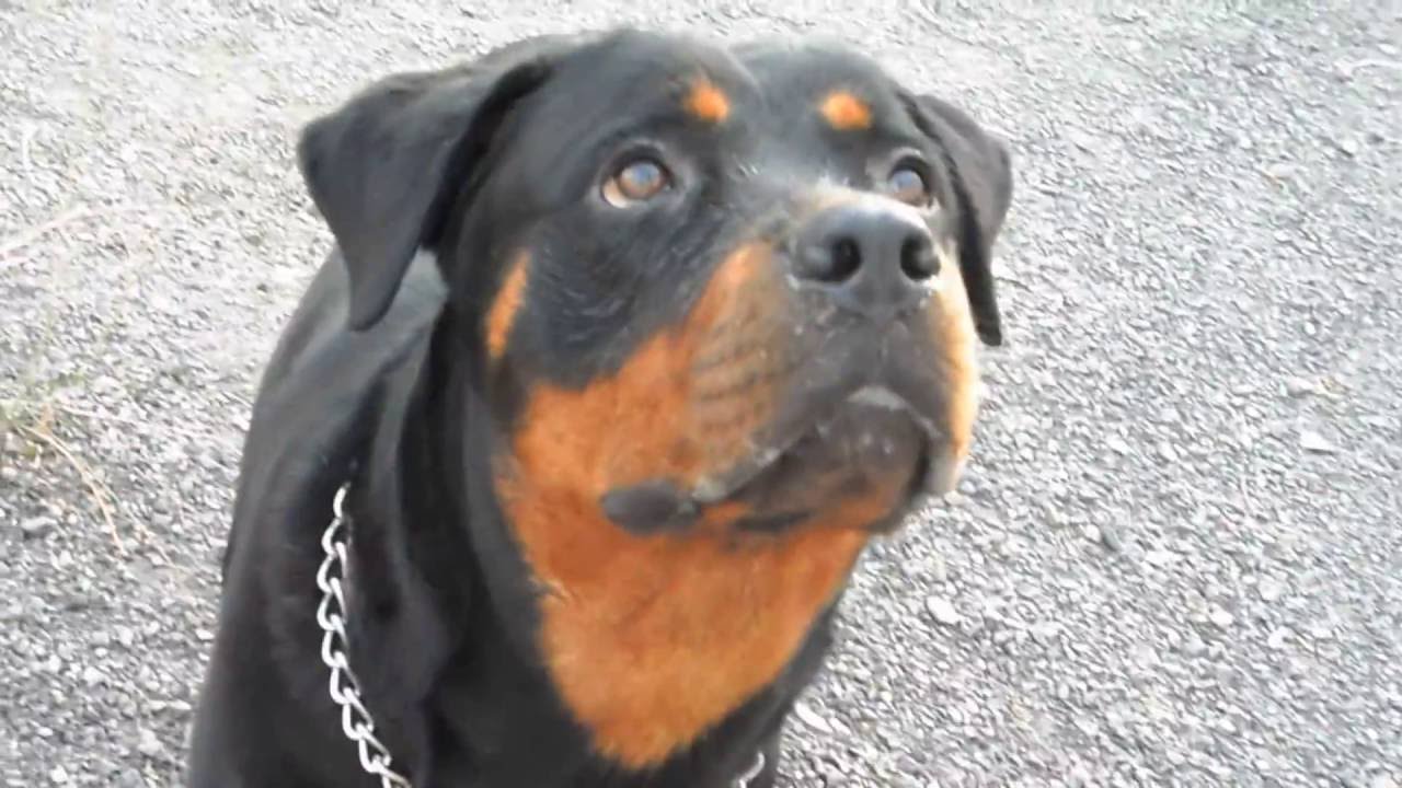Rottweiler intro - YouTube