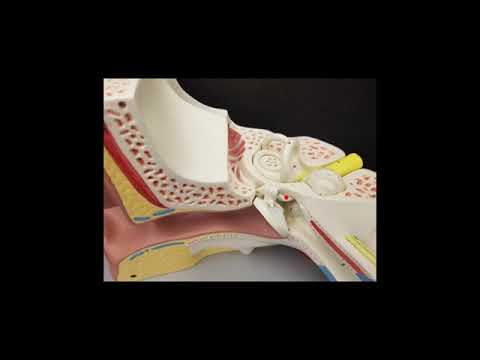 Ear model walkthrough - YouTube