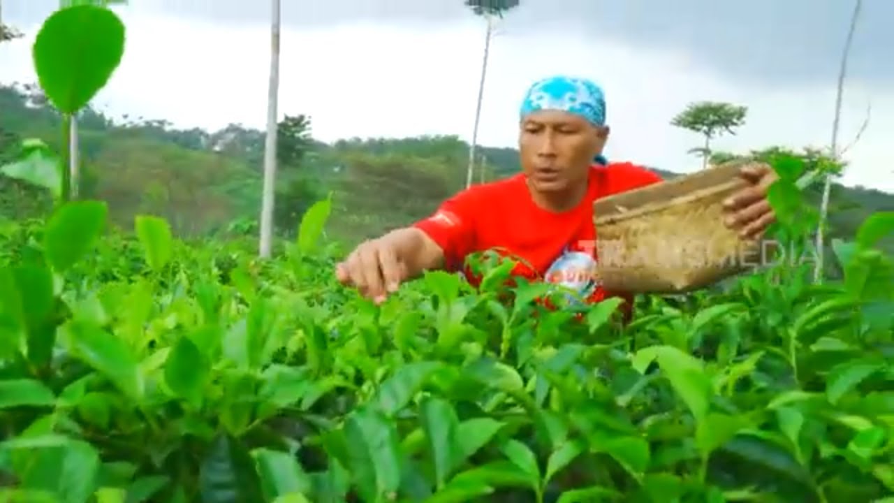 Si Gundul Panen Teh | JEJAK SI GUNDUL (25/04/23) - YouTube