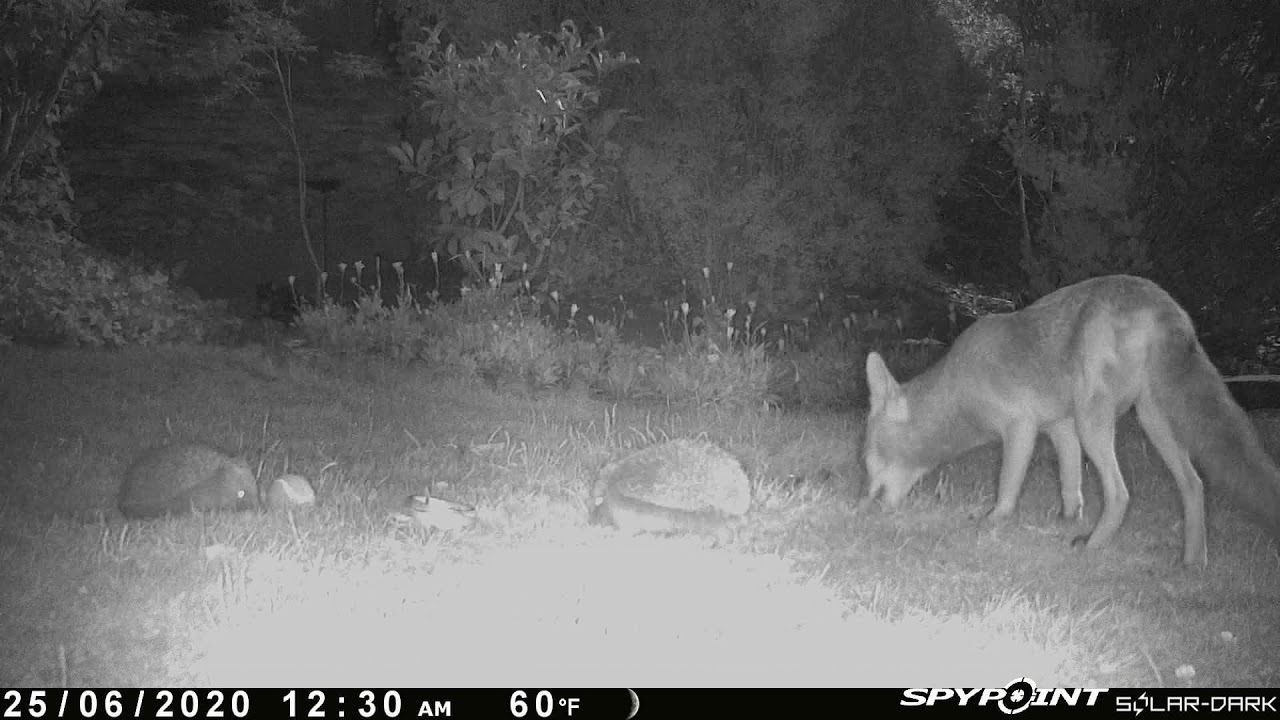 Fox and 2 hogs 25 June - YouTube