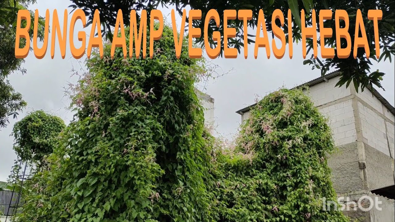 BUNGA AMP VEGETASI HEBAT - YouTube