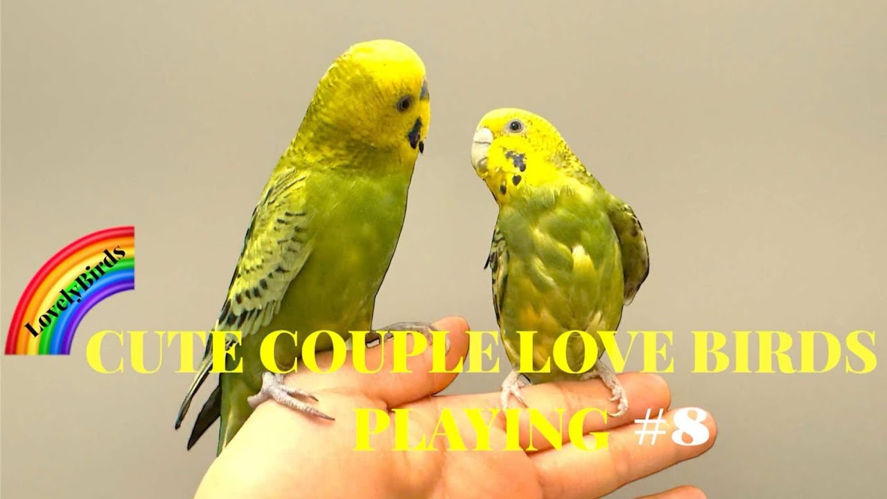 🌈 CUTE COUPLE LOVE BIRDS PLAYING 8 - YouTube