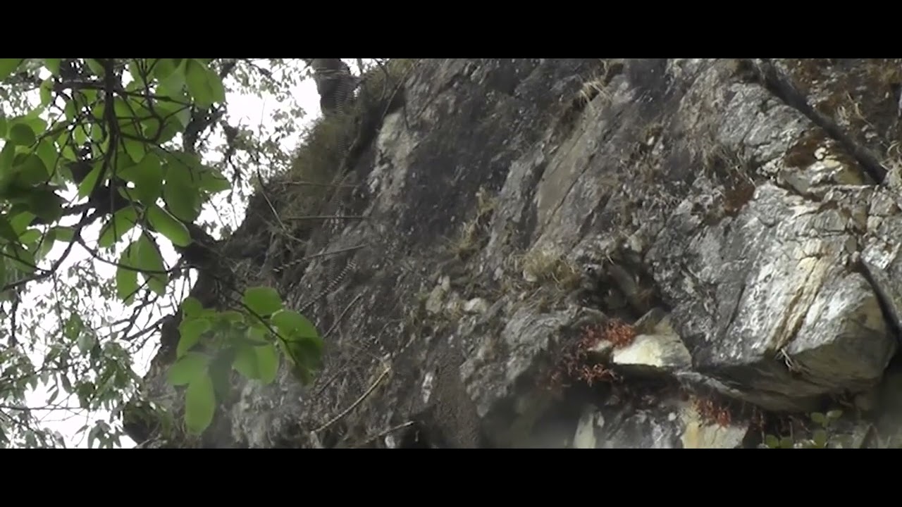 Himalayan Cliff Honey From Nepal - Collection Process - YouTube