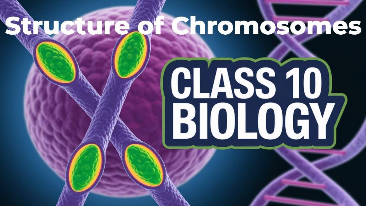 Structure of Chromosomes Class 10 Biology ICSE Board #icseboard # ...